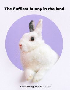 Bunny Captions And Quotes For Instagram