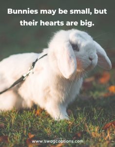 Bunny Captions And Quotes For Instagram