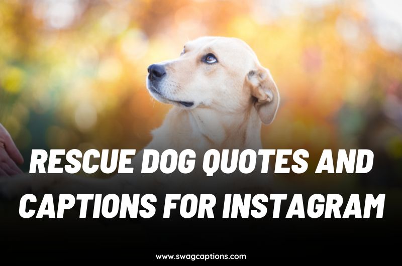 150 Rescue Dog Quotes Captions For Instagram