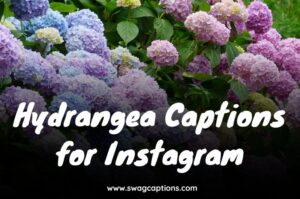 Hydrangea Captions And Quotes For Instagram