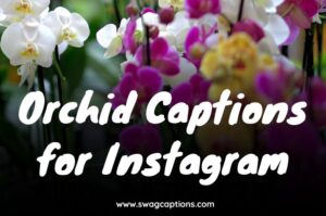 Orchid Captions And Quotes For Instagram